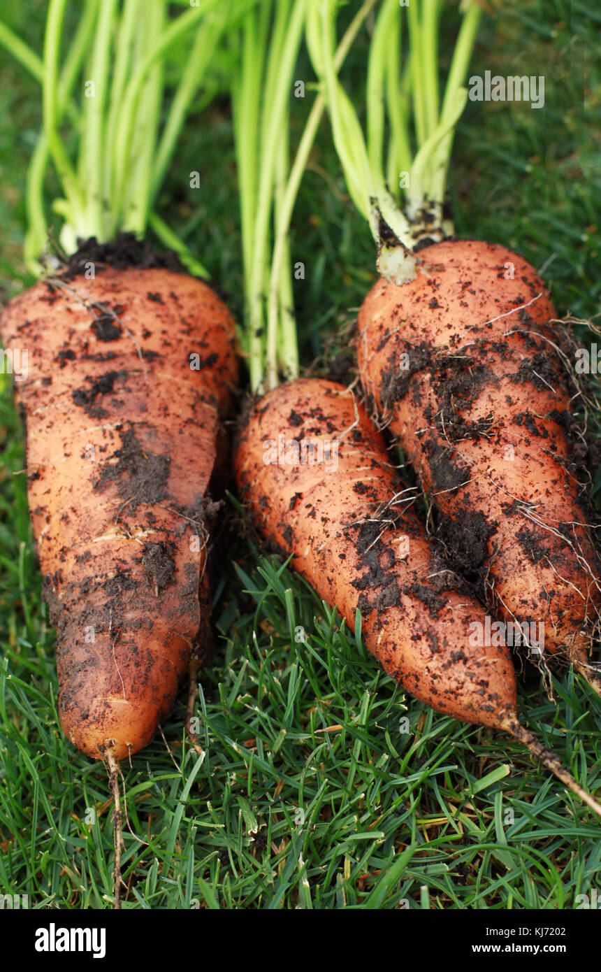 Fresh garden carrots from a backyard garden Stock Photo - Alamy