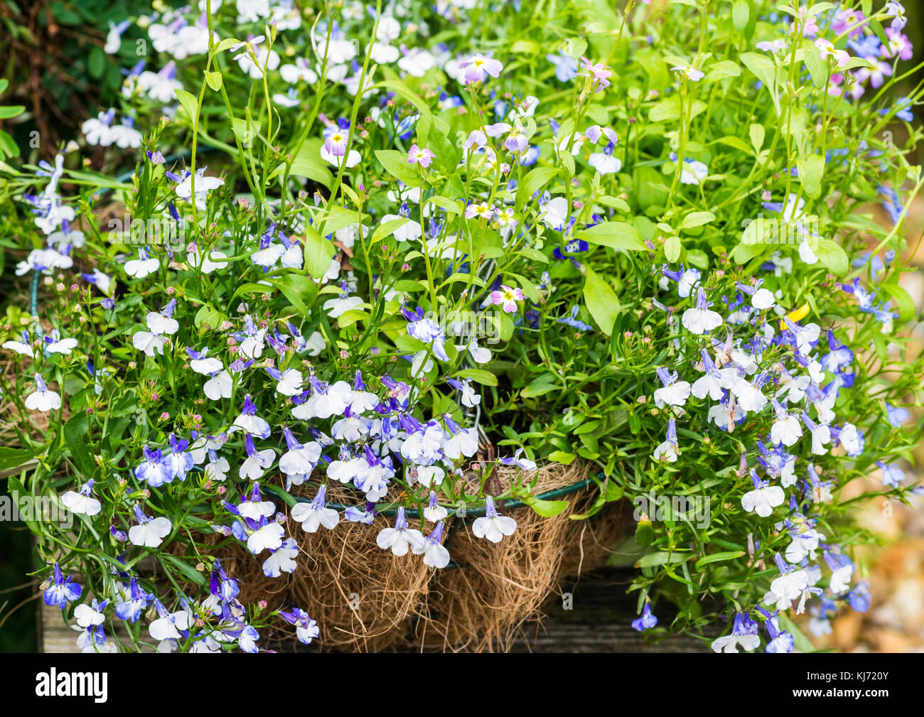 Hanging basket lobelia hi-res stock photography and images - Alamy