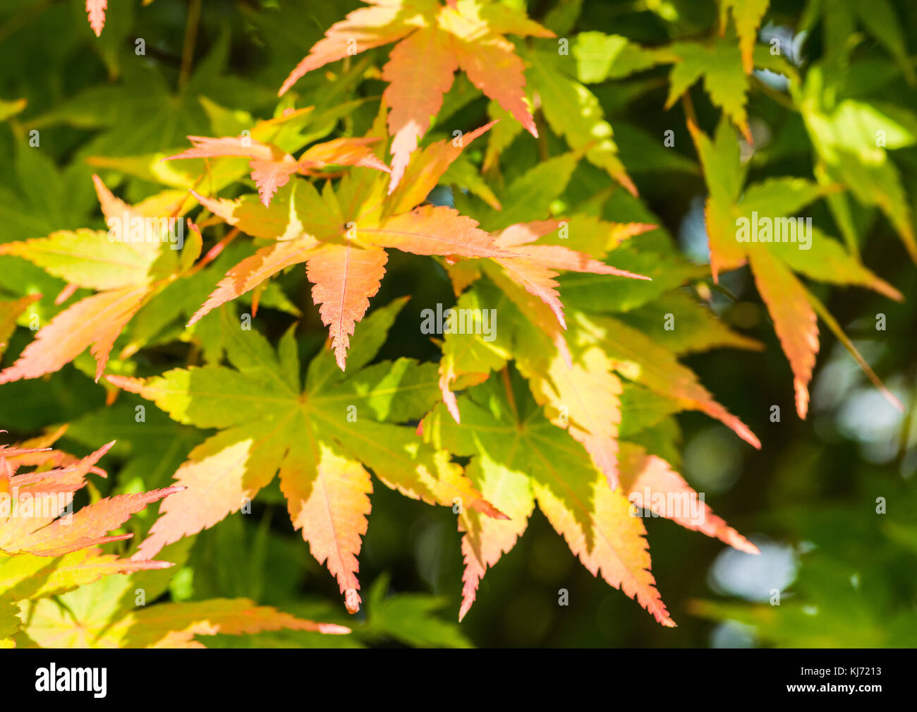 A shot of a japanese maple tree changing colours Stock Photo - Alamy