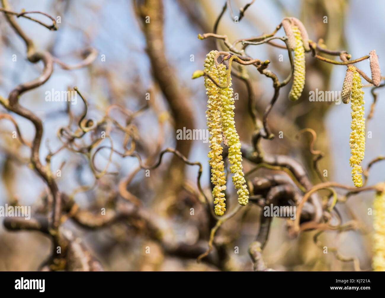 A shot of catkins hanging from the branches of a corkscrew hazel tree Stock Photo - Alamy