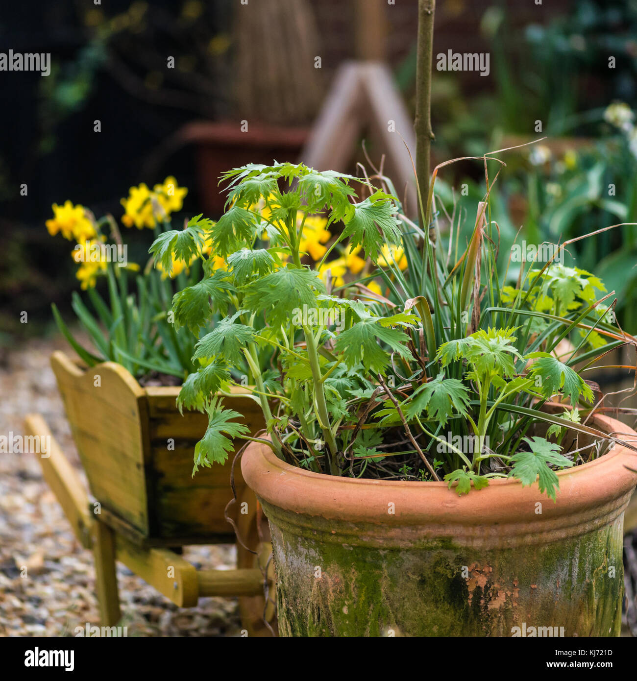 Delphinium plants hi-res stock photography and images - Alamy