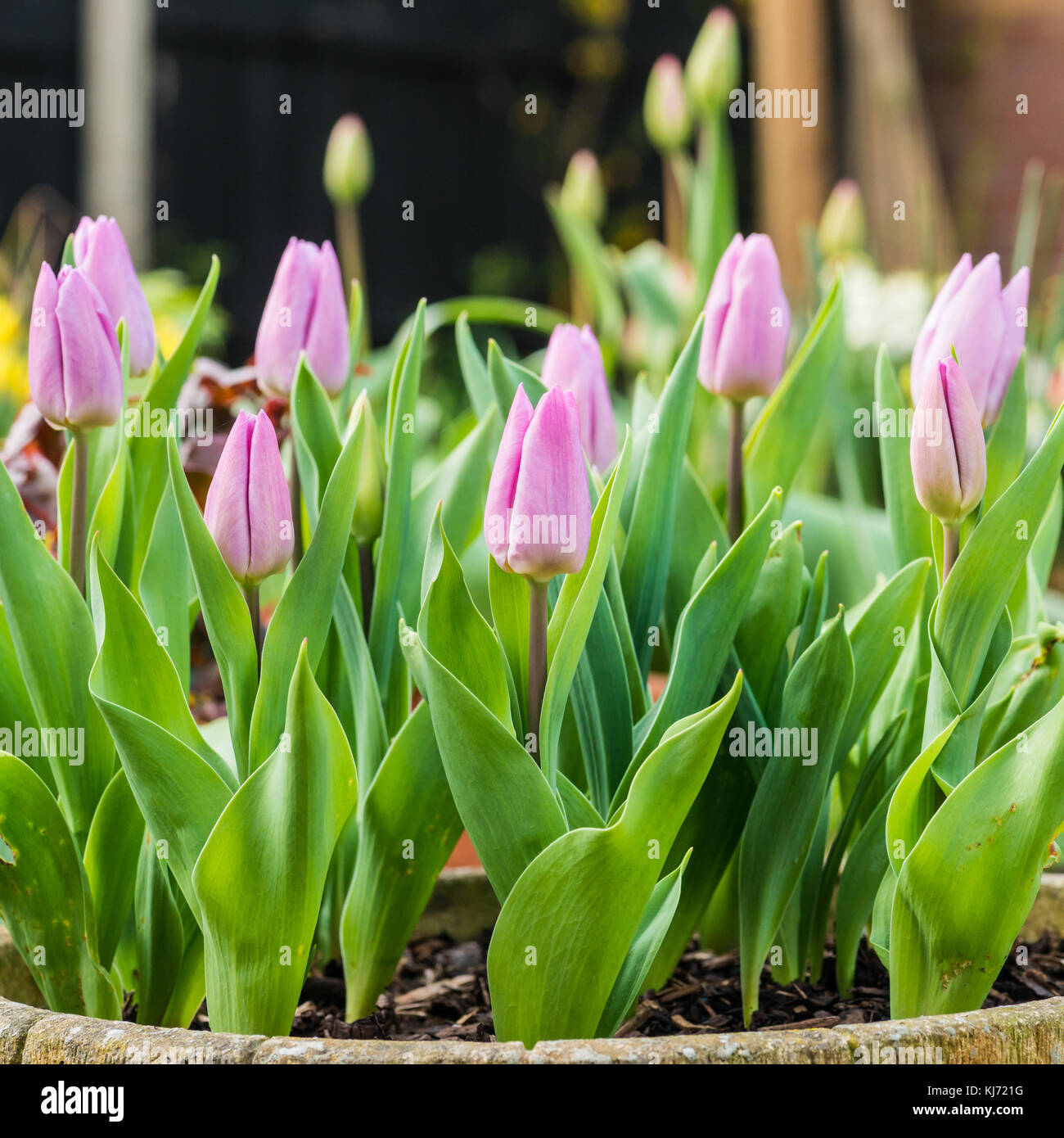 Candy prince hi-res stock photography and images - Alamy