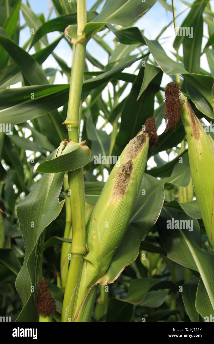 Corn stalk with blue sky background up close Stock Photo - Alamy