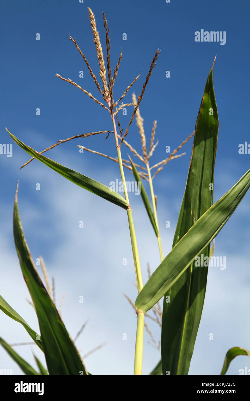 Tip of corn stalk with blue sky background Stock Photo - Alamy