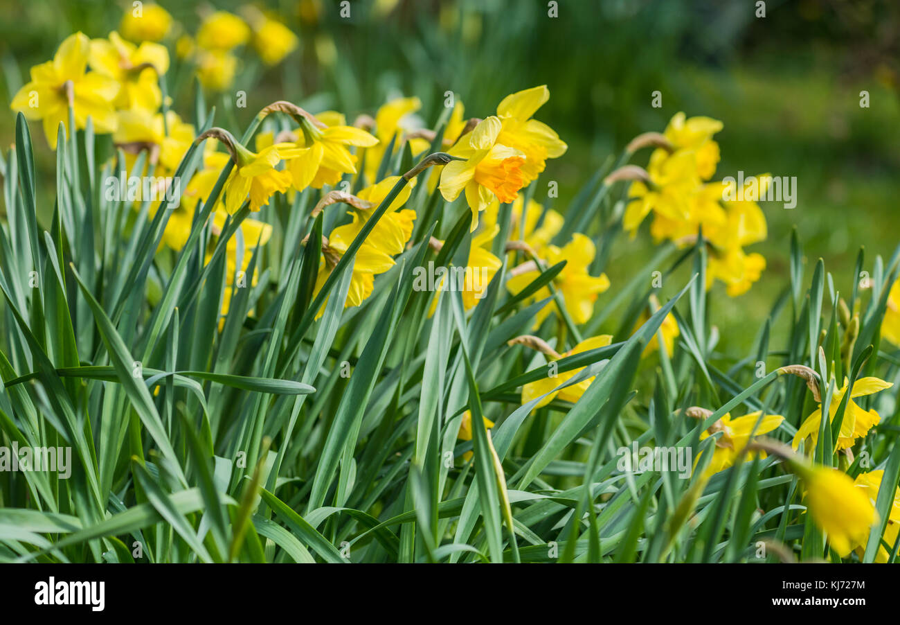 A host of golden daffodils! Stock Photo - Alamy