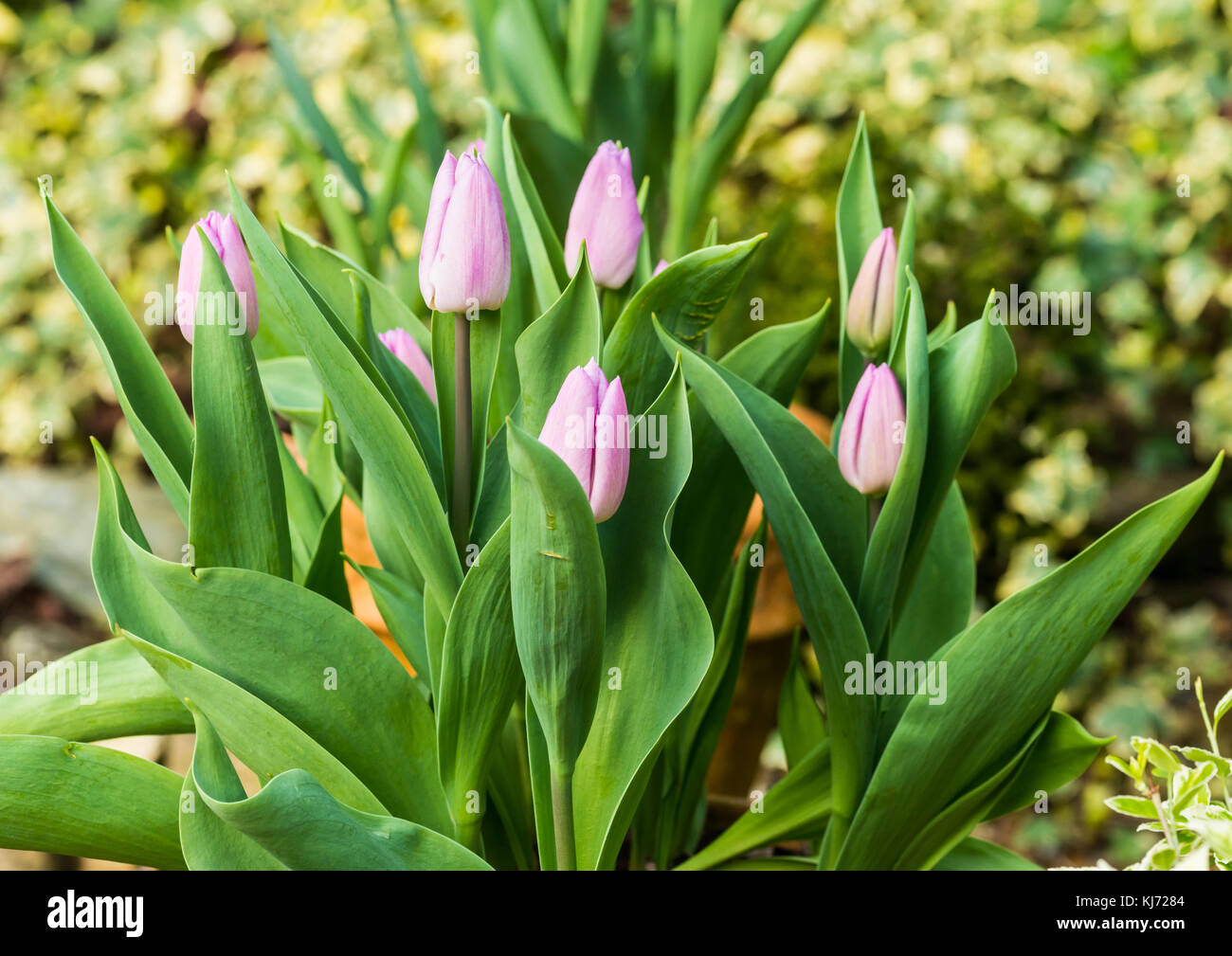 A shot of some pink tulip candy prince blooms Stock Photo - Alamy