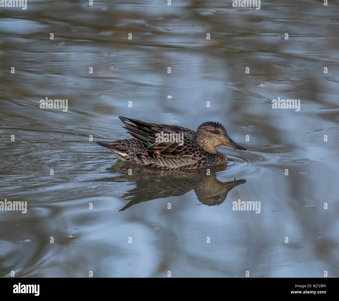 Rowley lake hi-res stock photography and images - Alamy