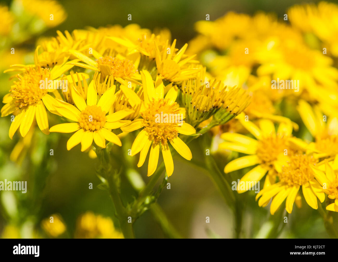 A close-up of a collection of yellow wildflower blooms Stock Photo - Alamy