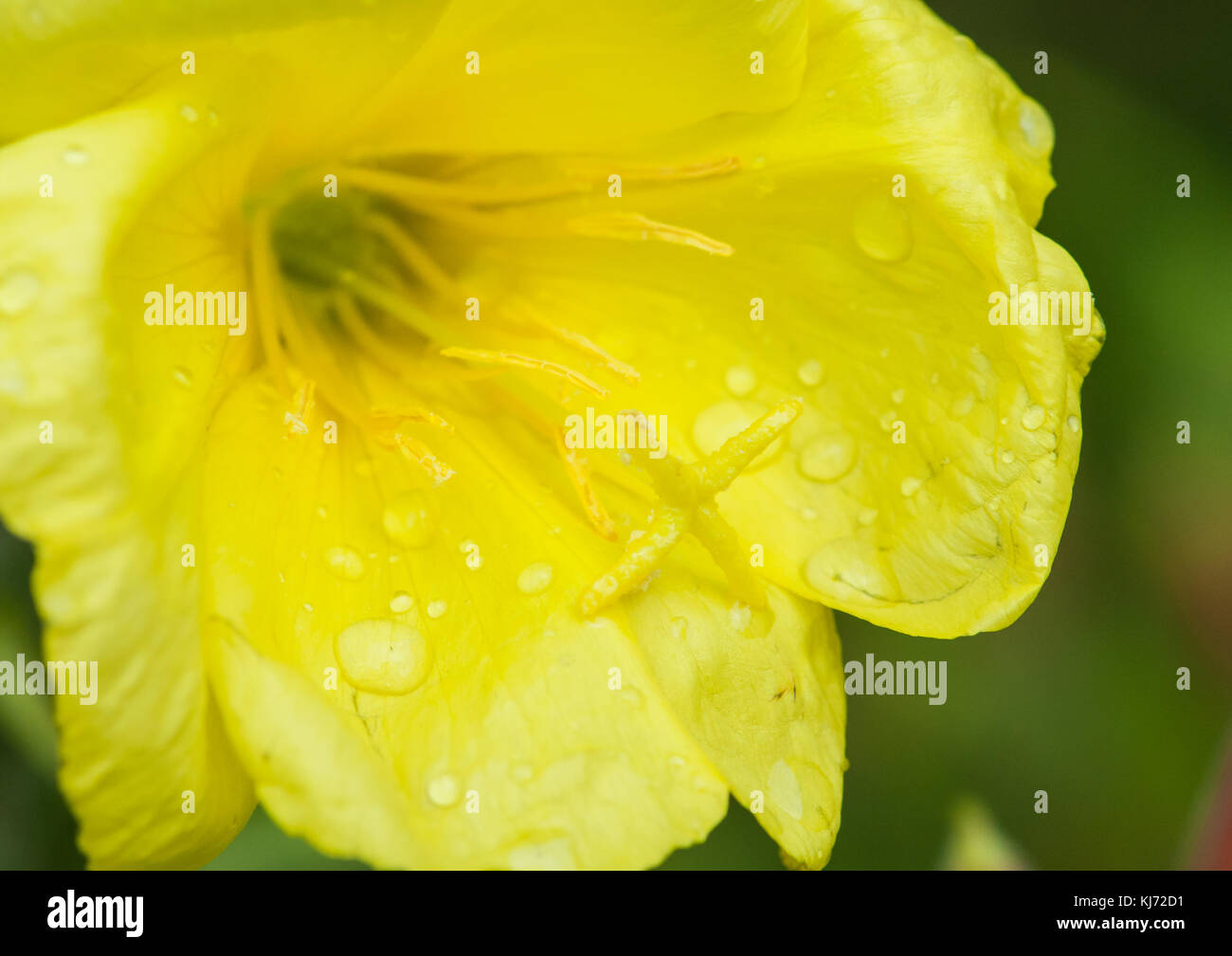 A bright yellow evening primrose bloom Stock Photo - Alamy