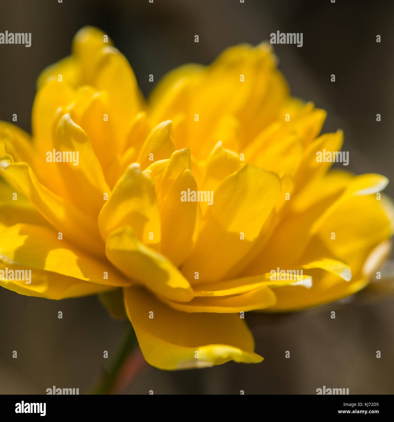 Pom pom bush hi-res stock photography and images - Alamy