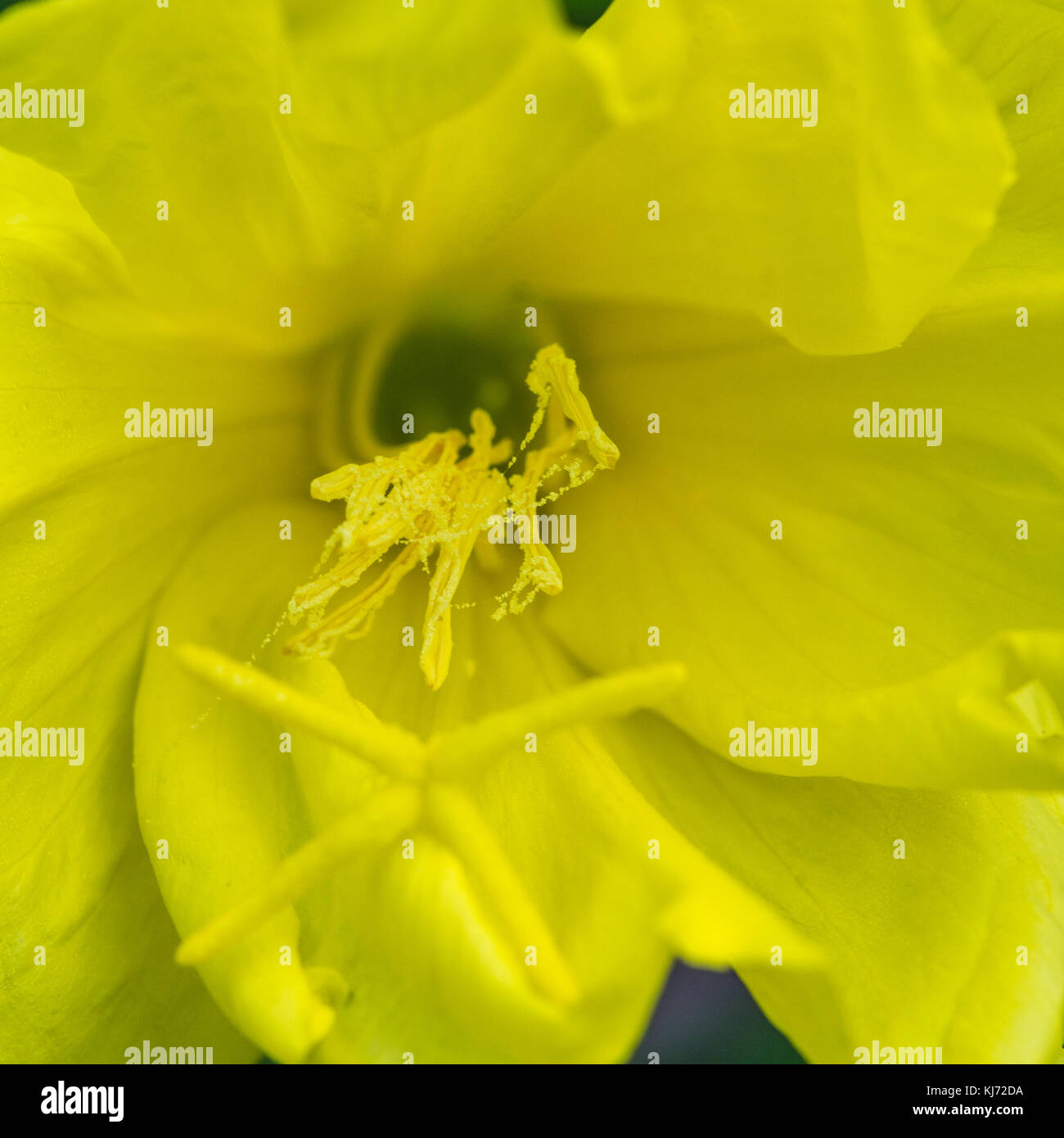 Inside of bloom hi-res stock photography and images - Alamy