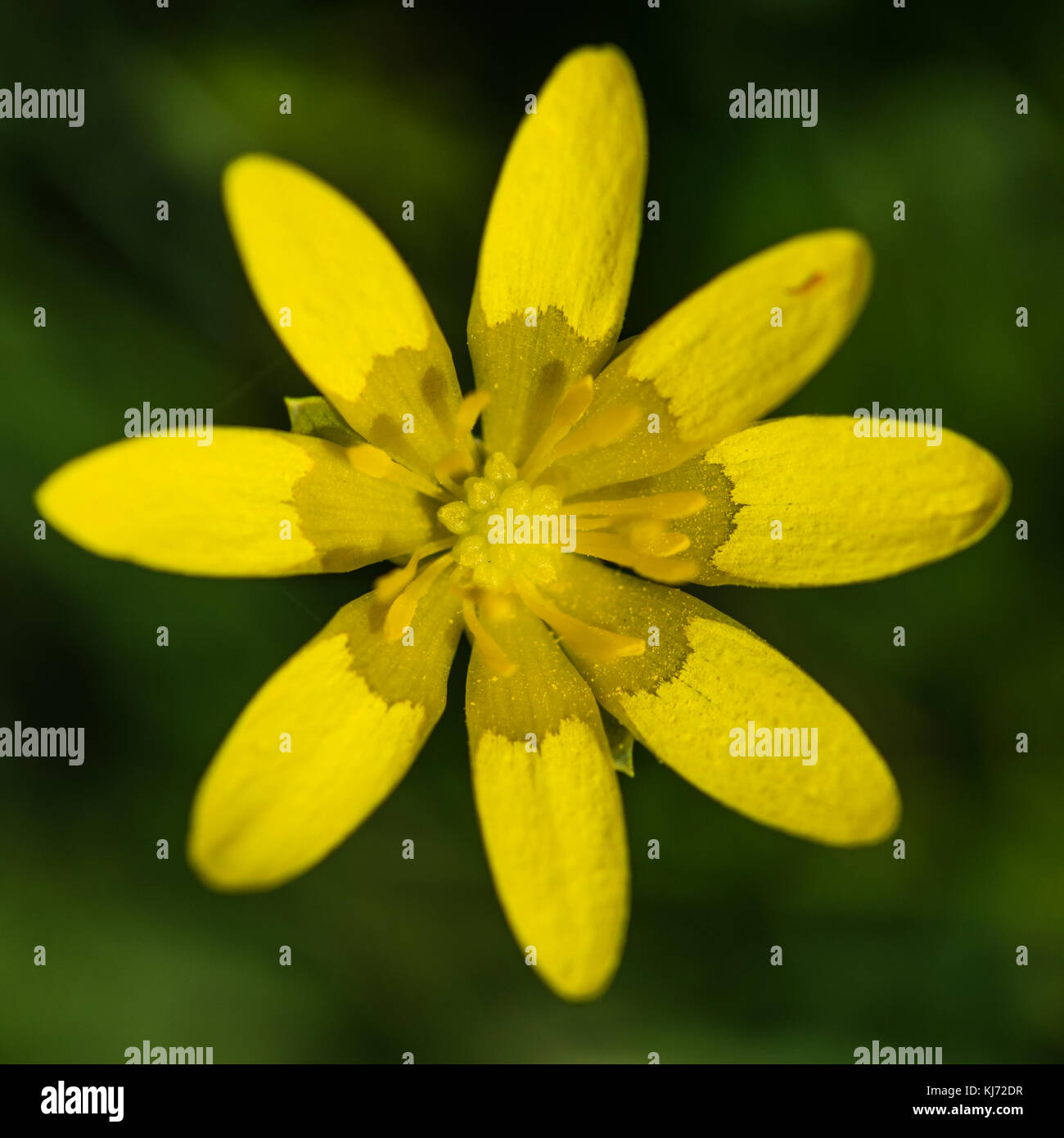 Yellow weed hi-res stock photography and images - Alamy
