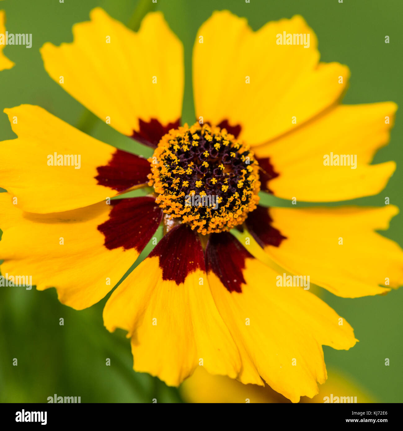 Coreopsis tinctoria hi-res stock photography and images - Alamy