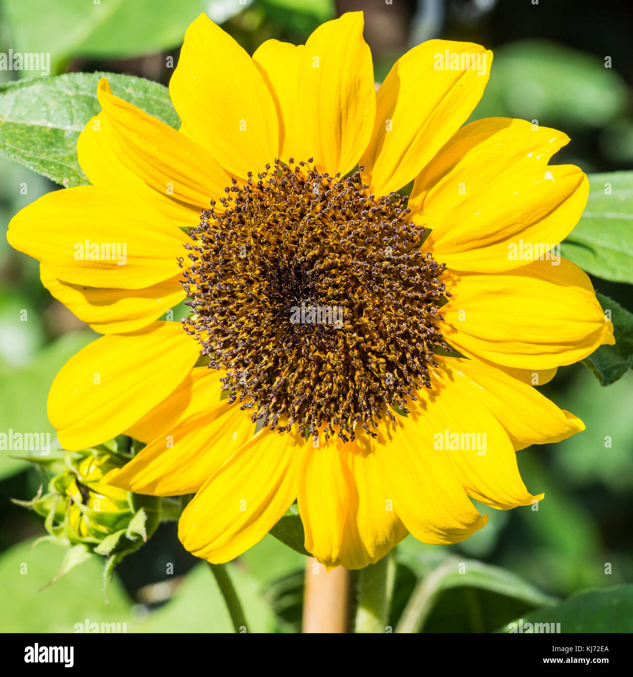 A macro shot of a small sunflower bloom Stock Photo - Alamy