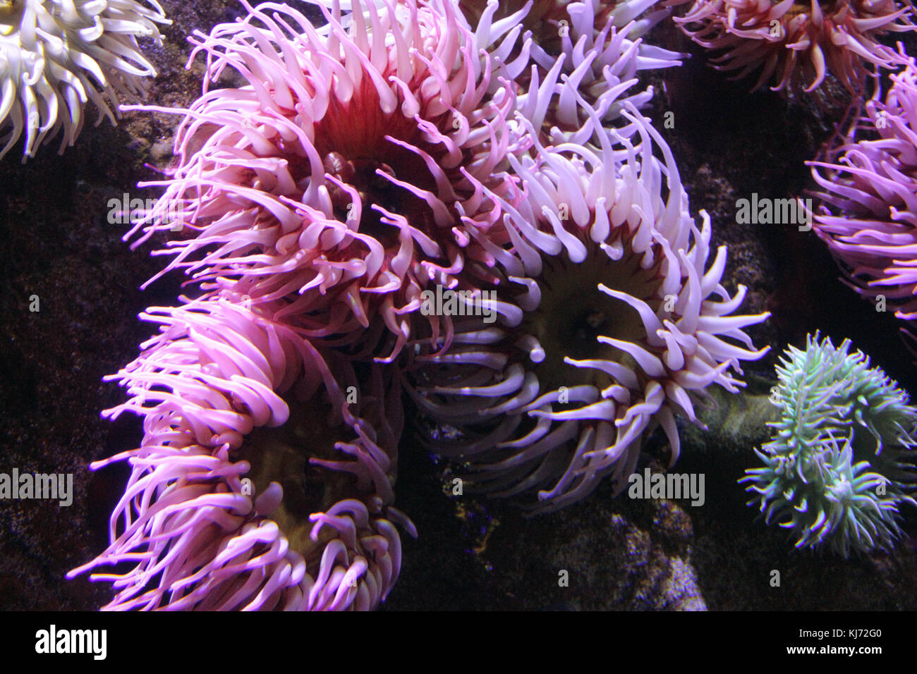 Sea anemone close up Stock Photo - Alamy