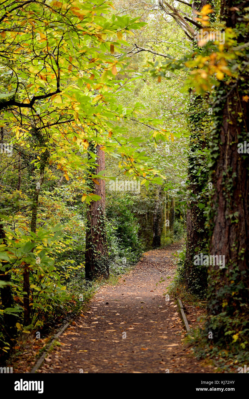 A woodland path through autumn trees Stock Photo - Alamy
