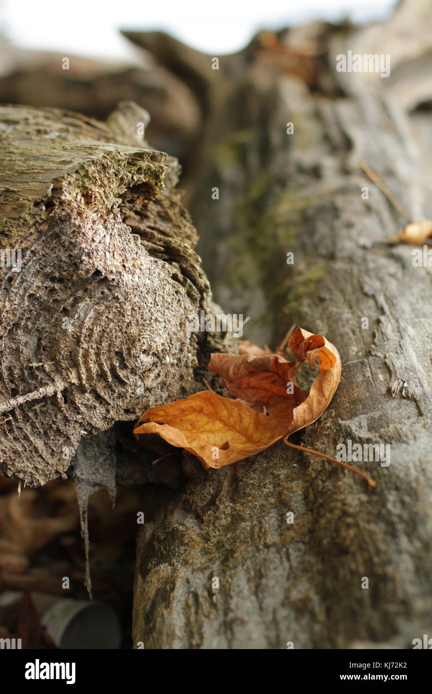 Log logs leaf hi-res stock photography and images - Alamy