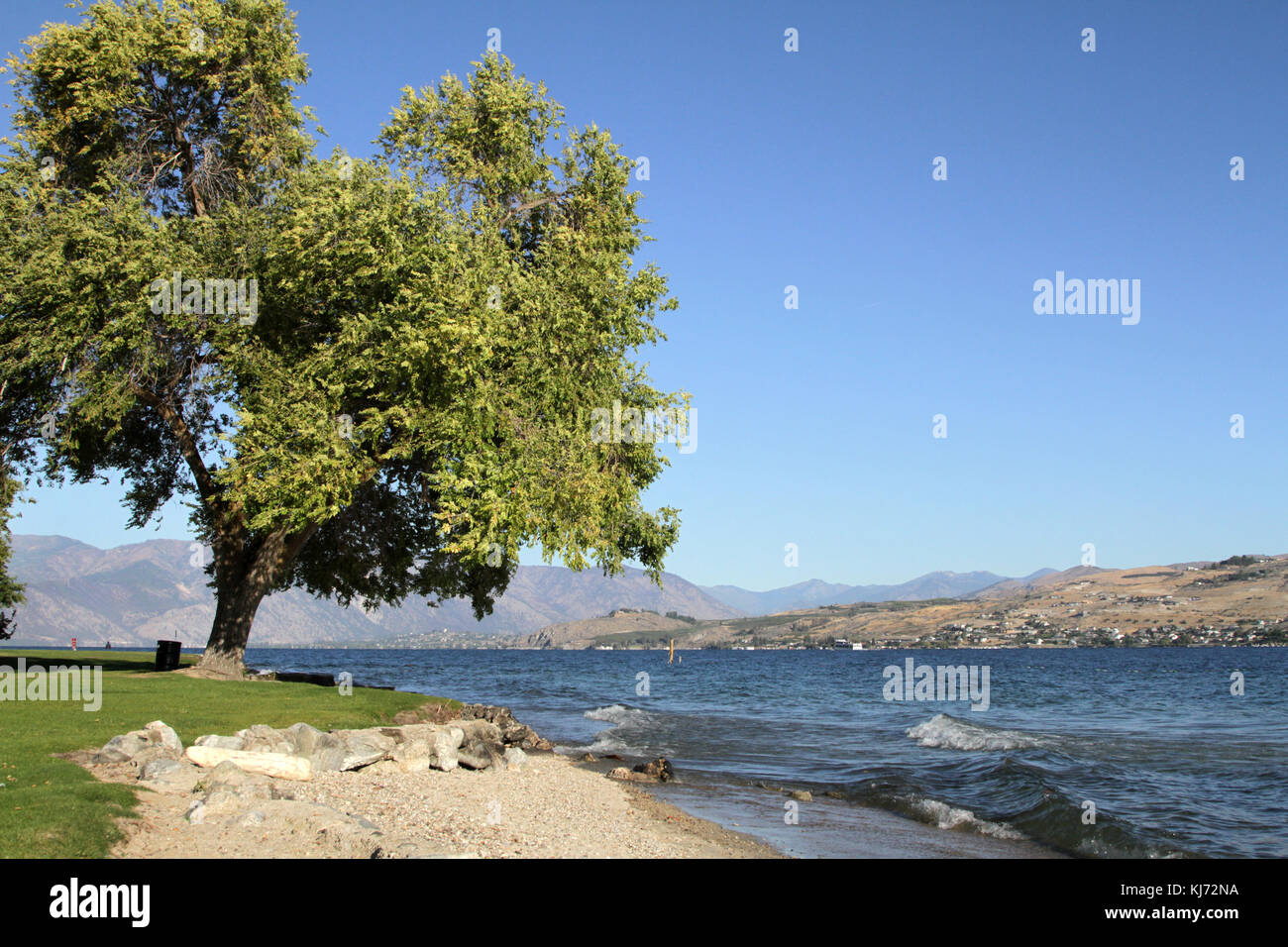 A picture taken of a big tree next to Lake Chelan in Washington State ...