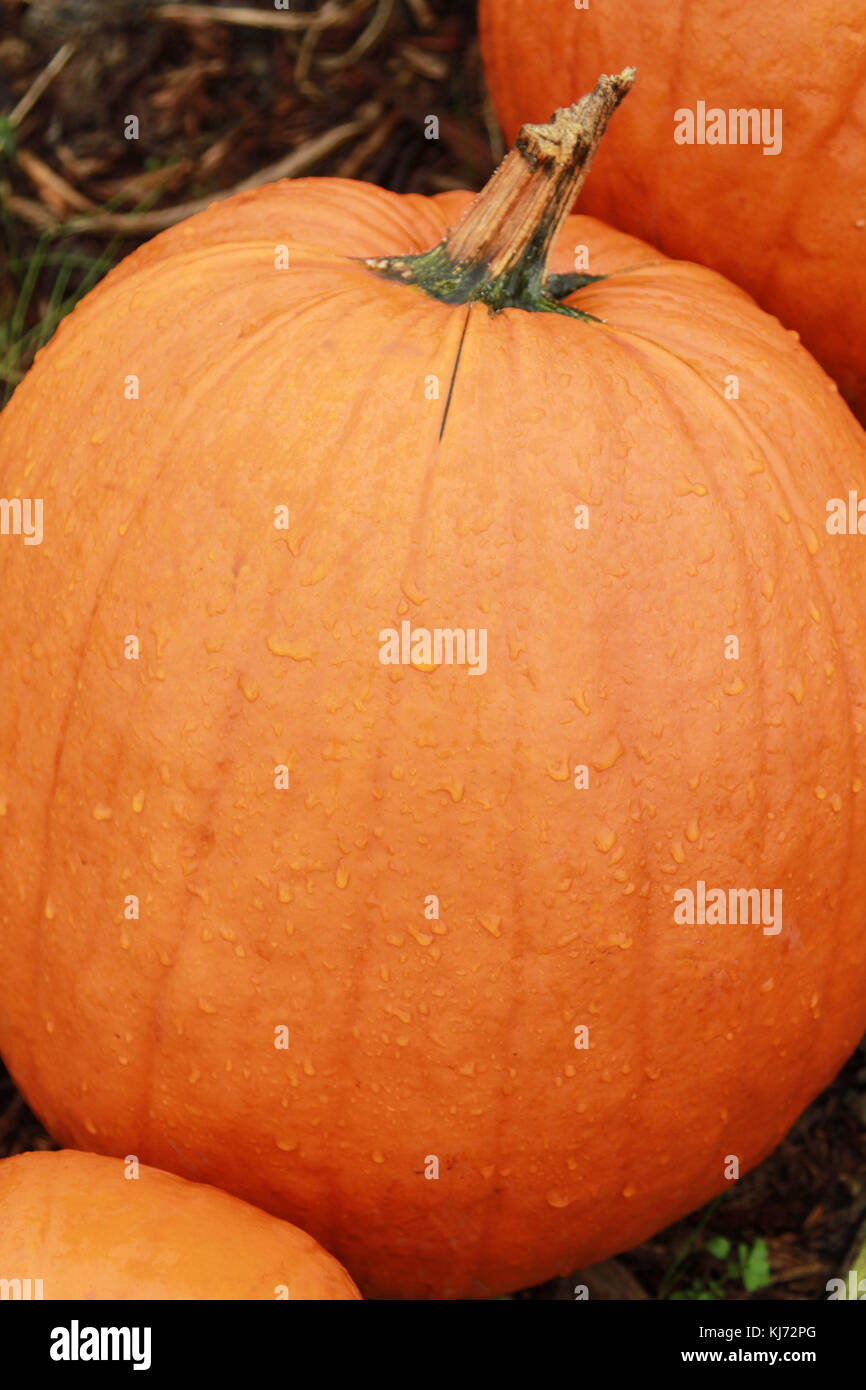 One pumpkin with water drops on it Stock Photo - Alamy