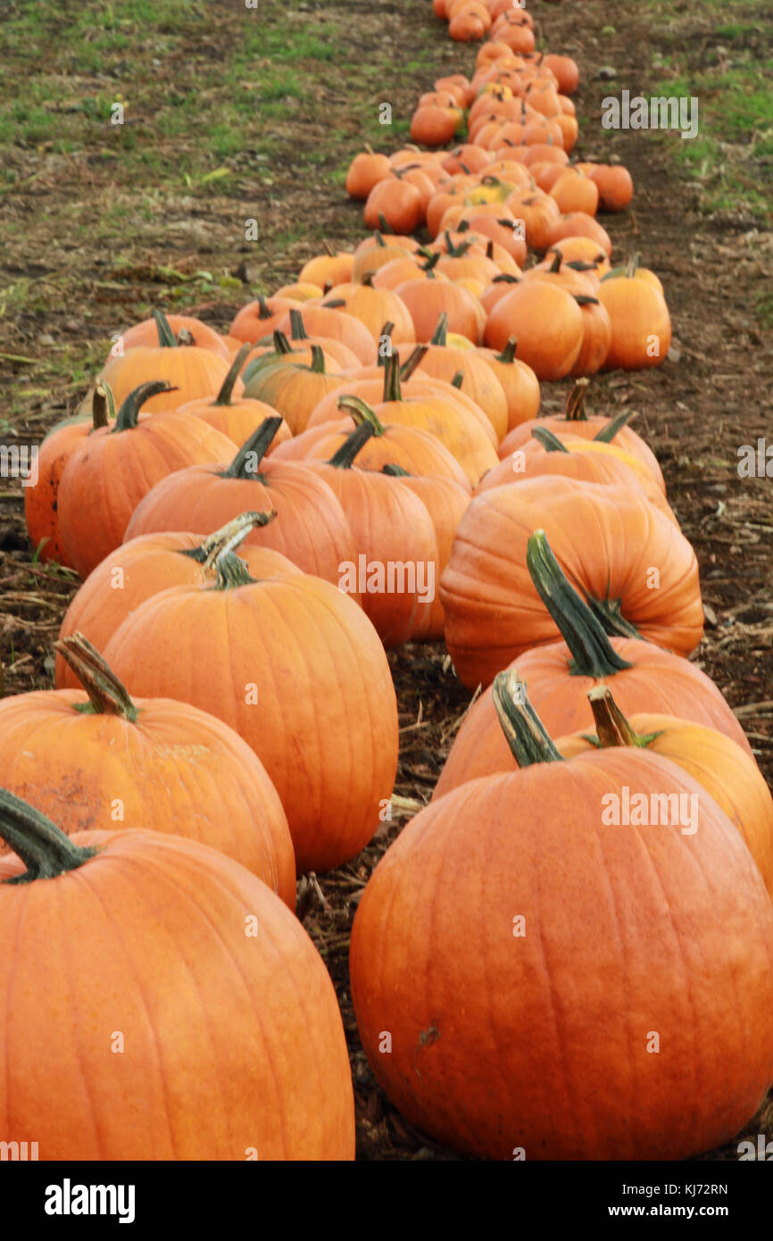 Fall line farms food hi-res stock photography and images - Alamy