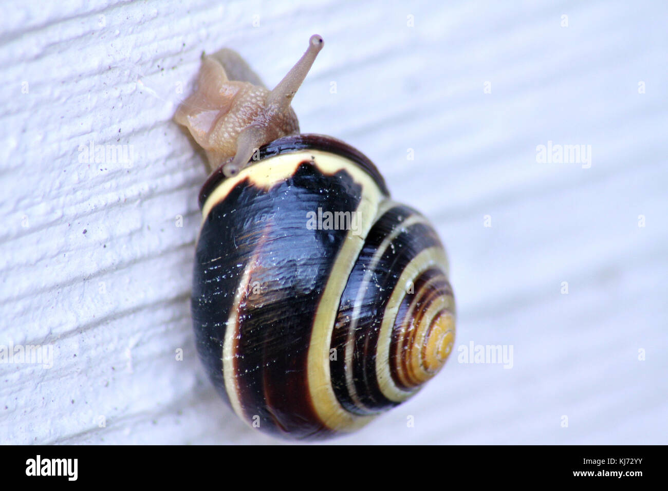 Close up of a snail climbing a wall outside Stock Photo - Alamy