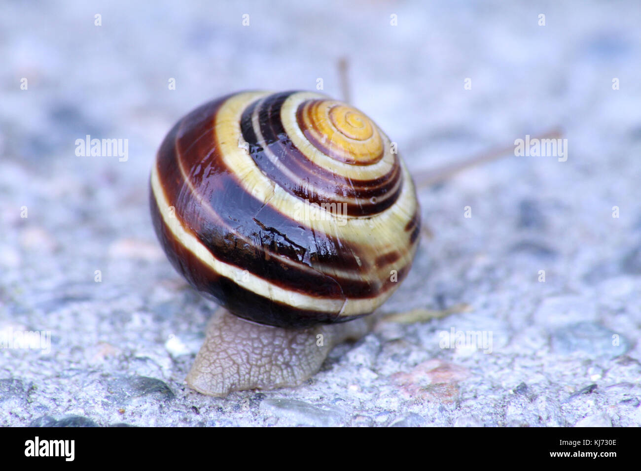 Snail sliding hi-res stock photography and images - Alamy