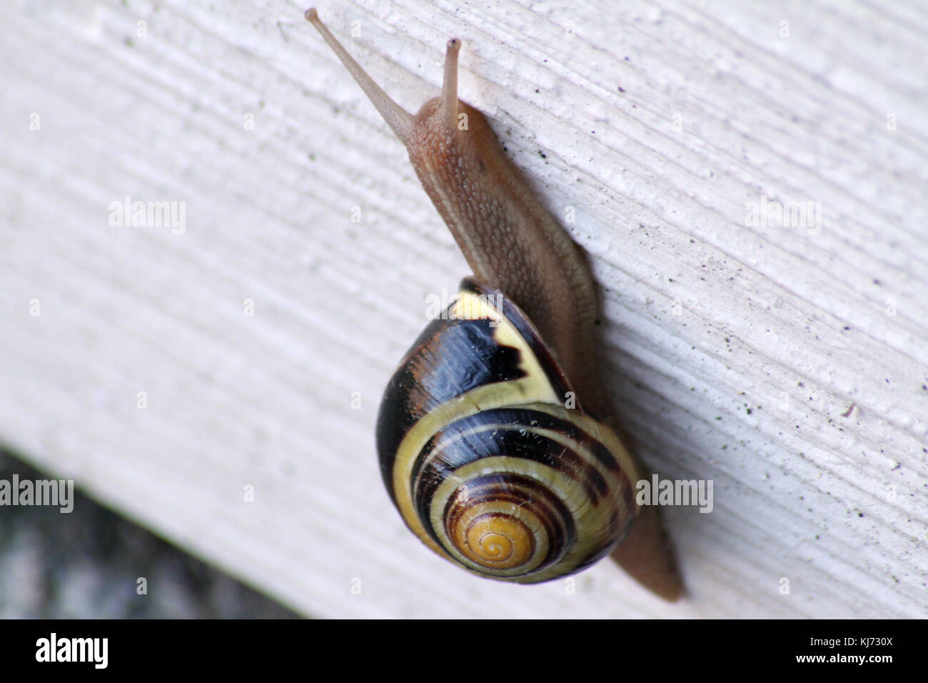 Close up of a snail climbing a wall outside Stock Photo - Alamy