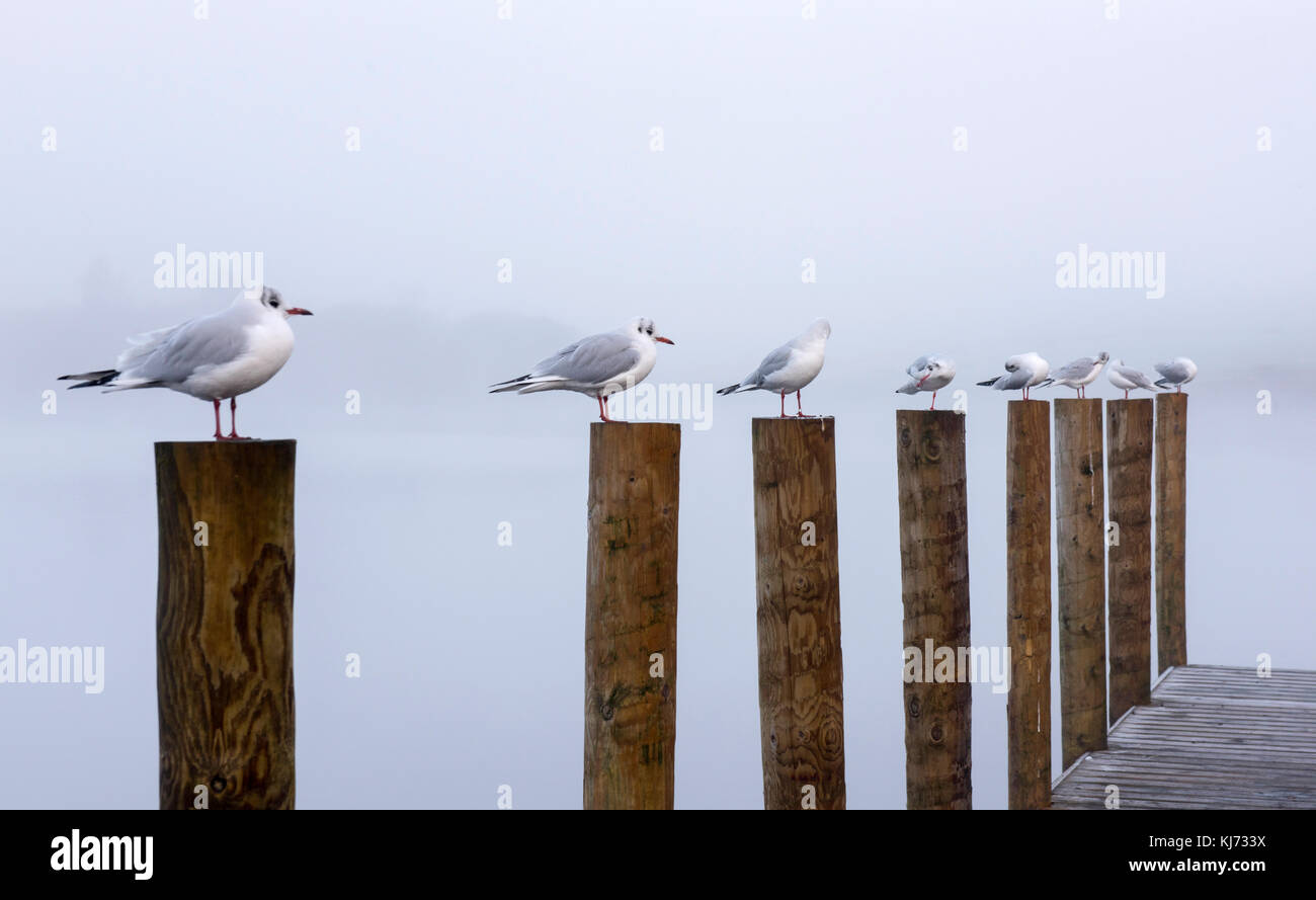 Seagulls sitting on Jetty Posts on a Misty Autumn Morning at ...