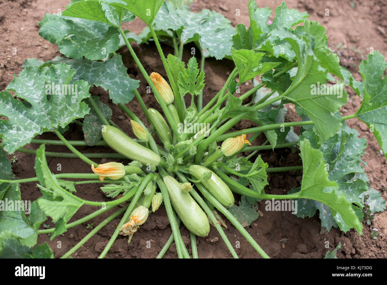 Agriculture cucurbita plant hi-res stock photography and images - Alamy