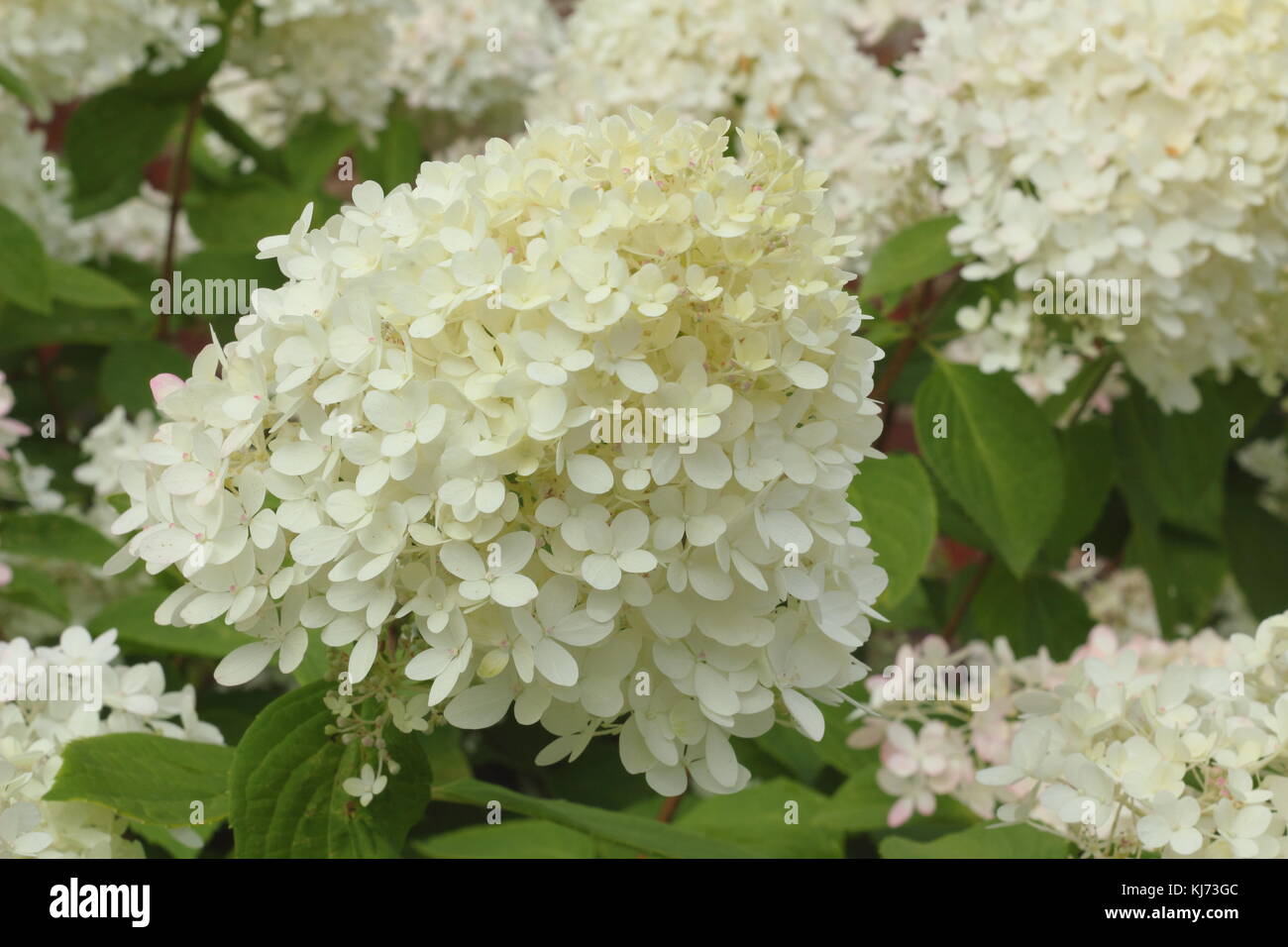 Hydrangea paniculata 'Grandiflora' in full bloom in a garden border in summer (August), UK Stock ...