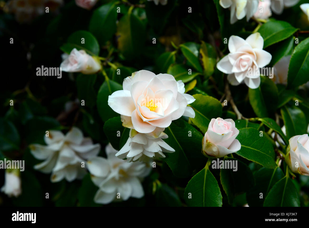 Double pink camellia hi-res stock photography and images - Alamy