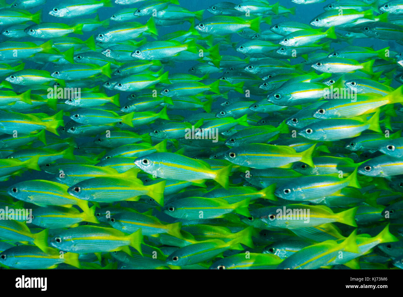 Bigeye yellow snapper hi-res stock photography and images - Alamy