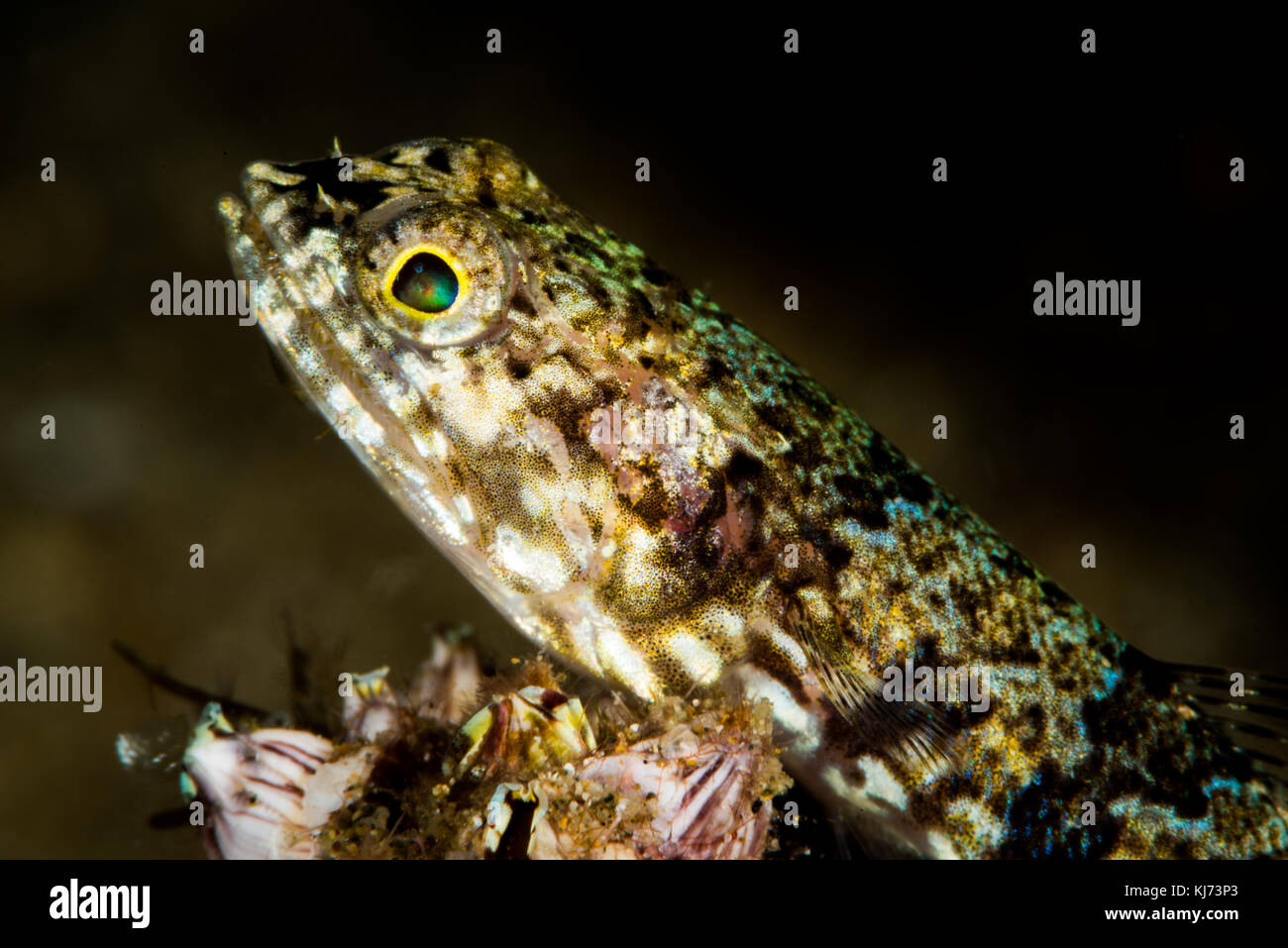 Two Lizardfish Synodontidae High Resolution Stock Photography and ...