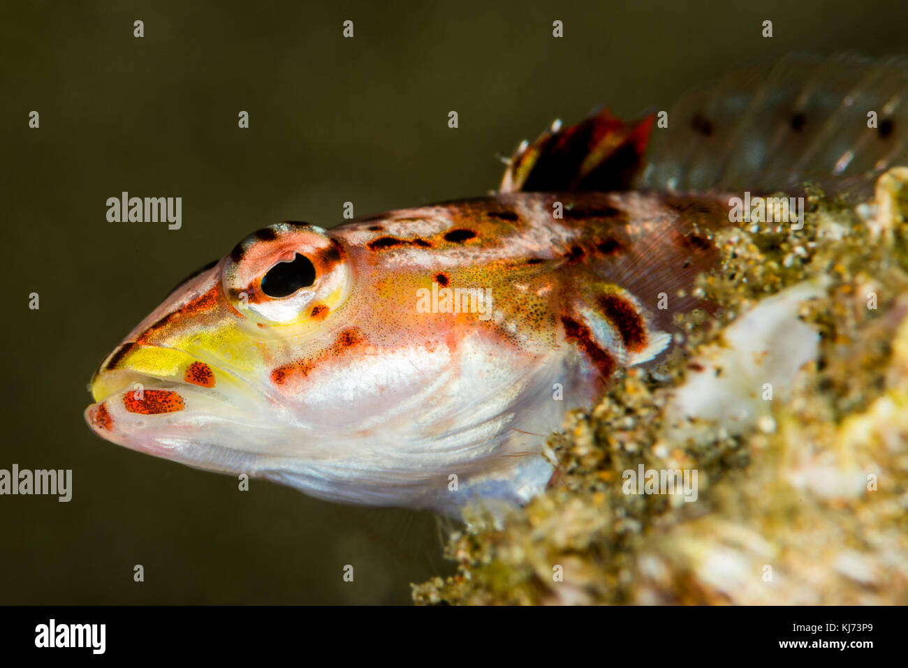 Sandperch hi-res stock photography and images - Alamy