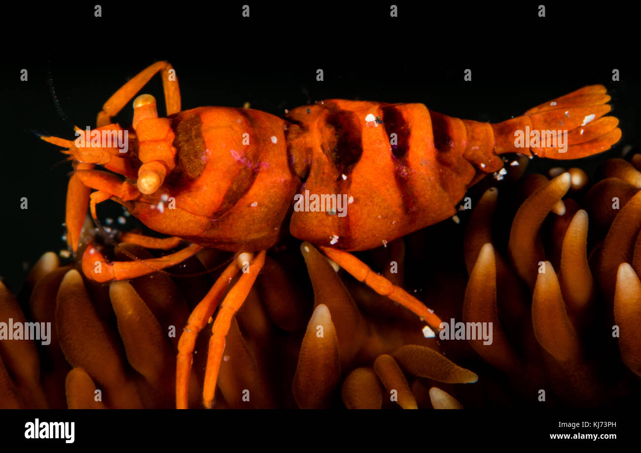 Whip Coral Shrimp Pontonides Ankeri High Resolution Stock Photography ...