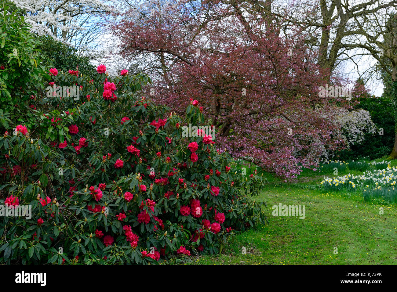 rhododendron, cherry, prunus, red, white, pink, flower, flowers ...