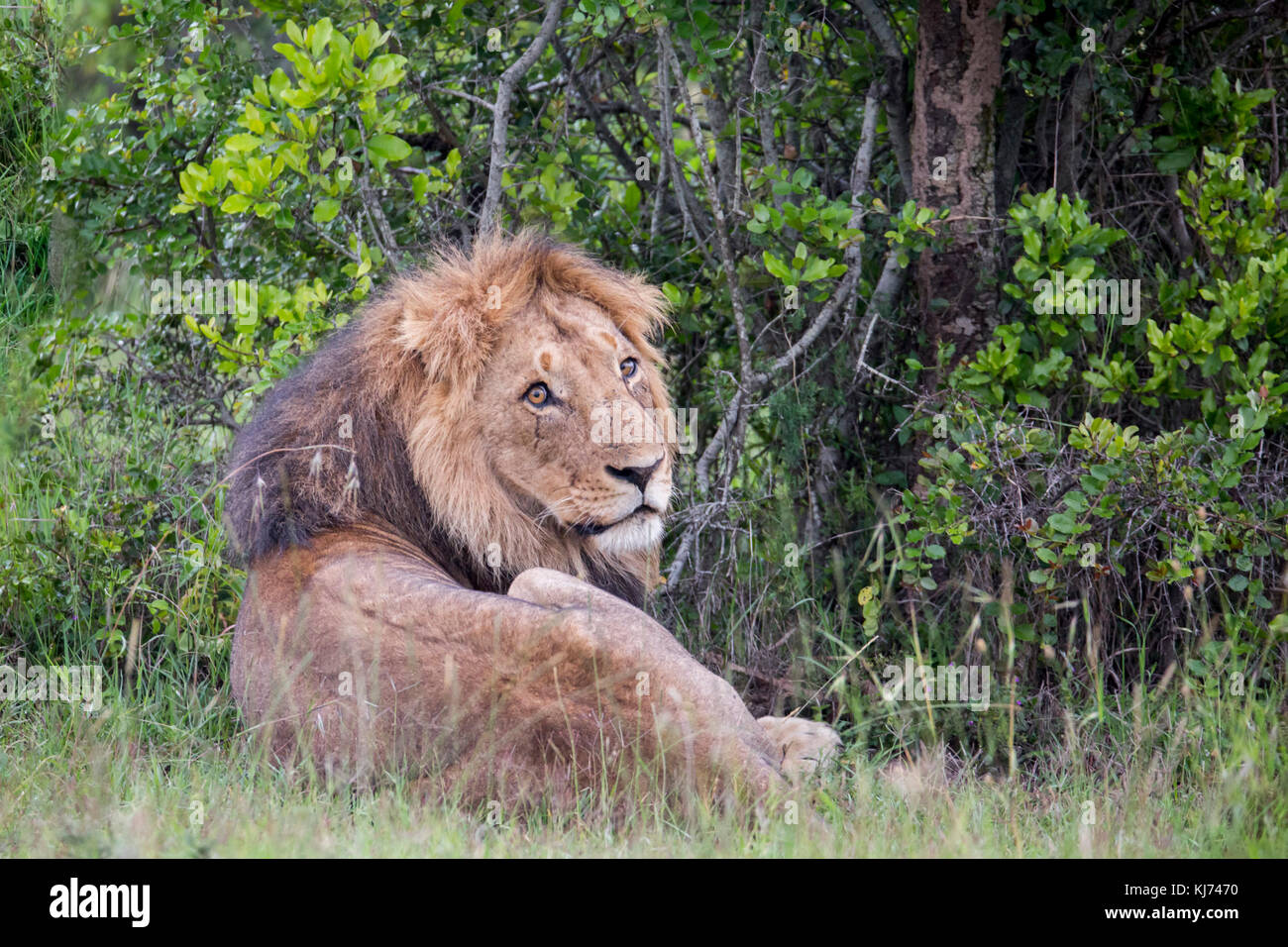 African male lion behind hi-res stock photography and images - Alamy
