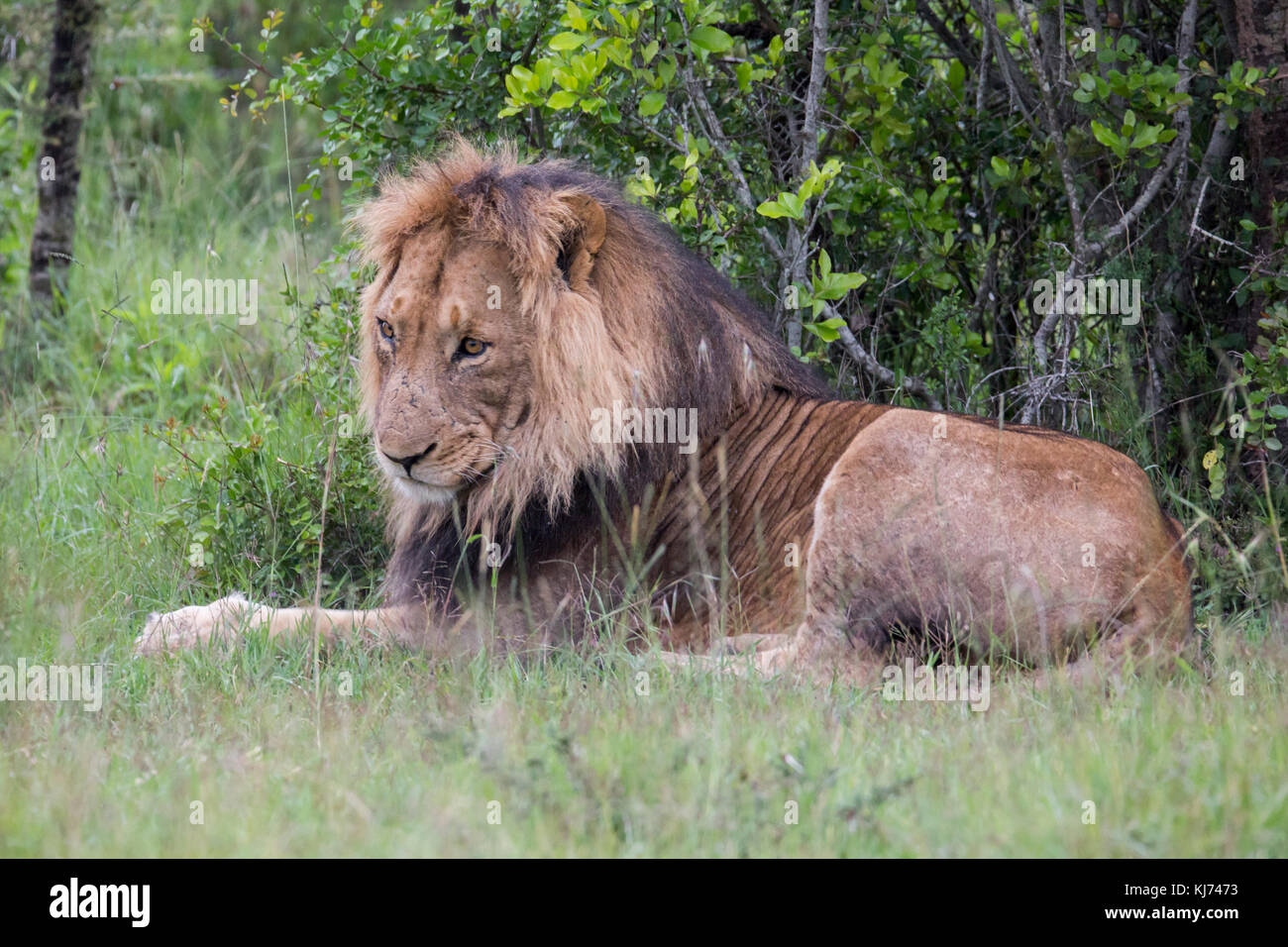 Male lion awake hi-res stock photography and images - Alamy