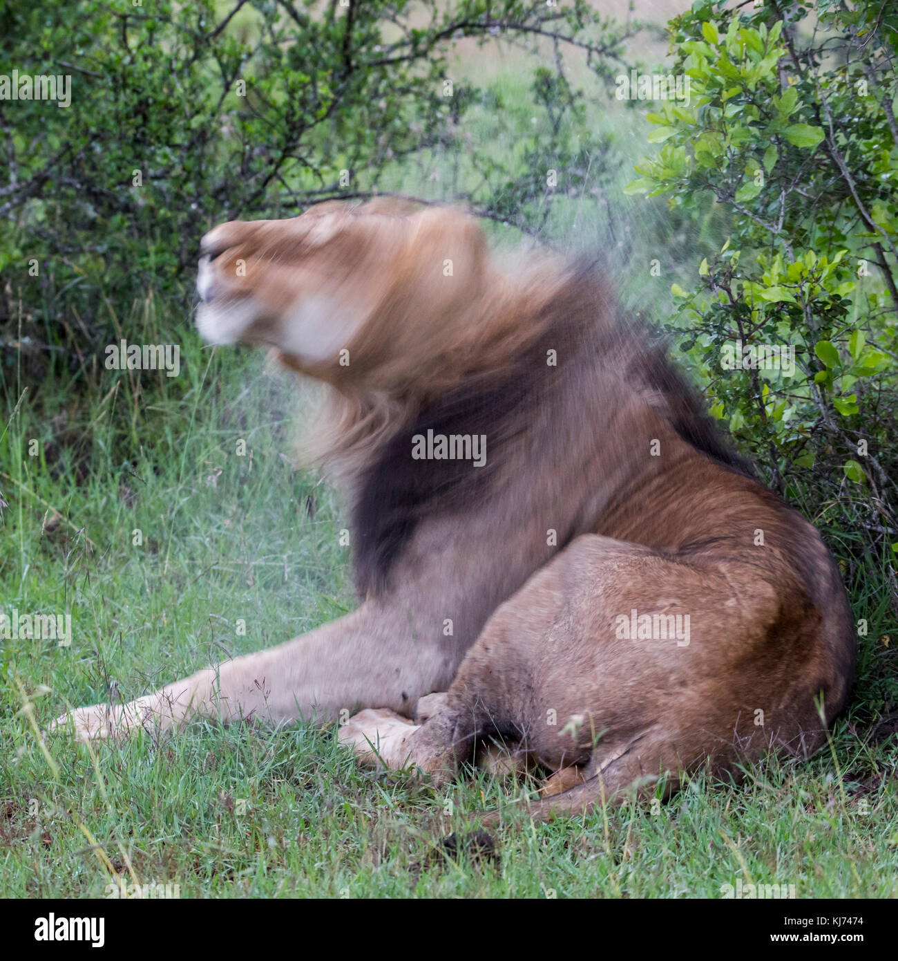 Mane shake High Resolution Stock Photography and Images - Alamy