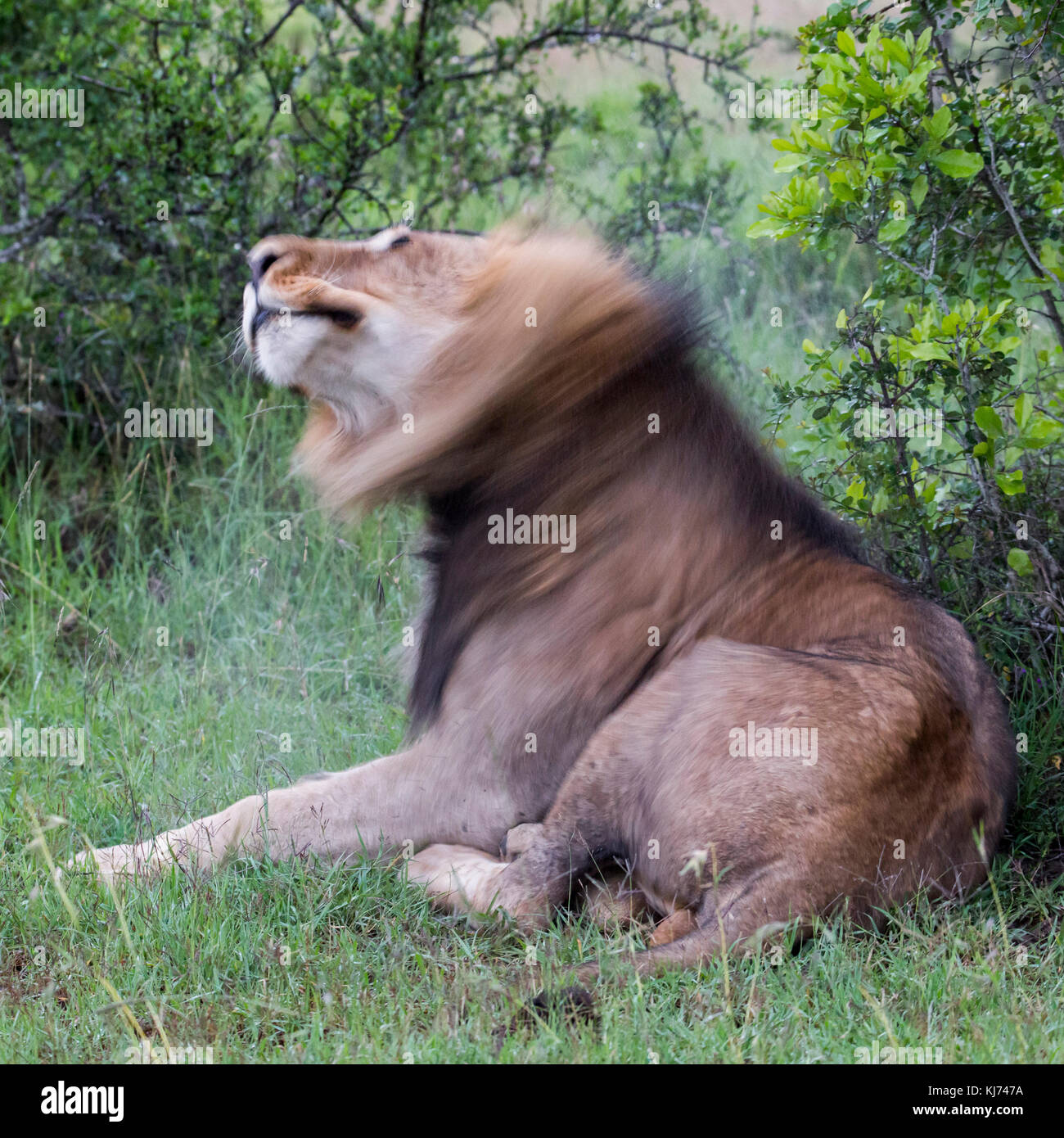 A male lion on the edge of undergrowth in pouring rain and shaking it's ...