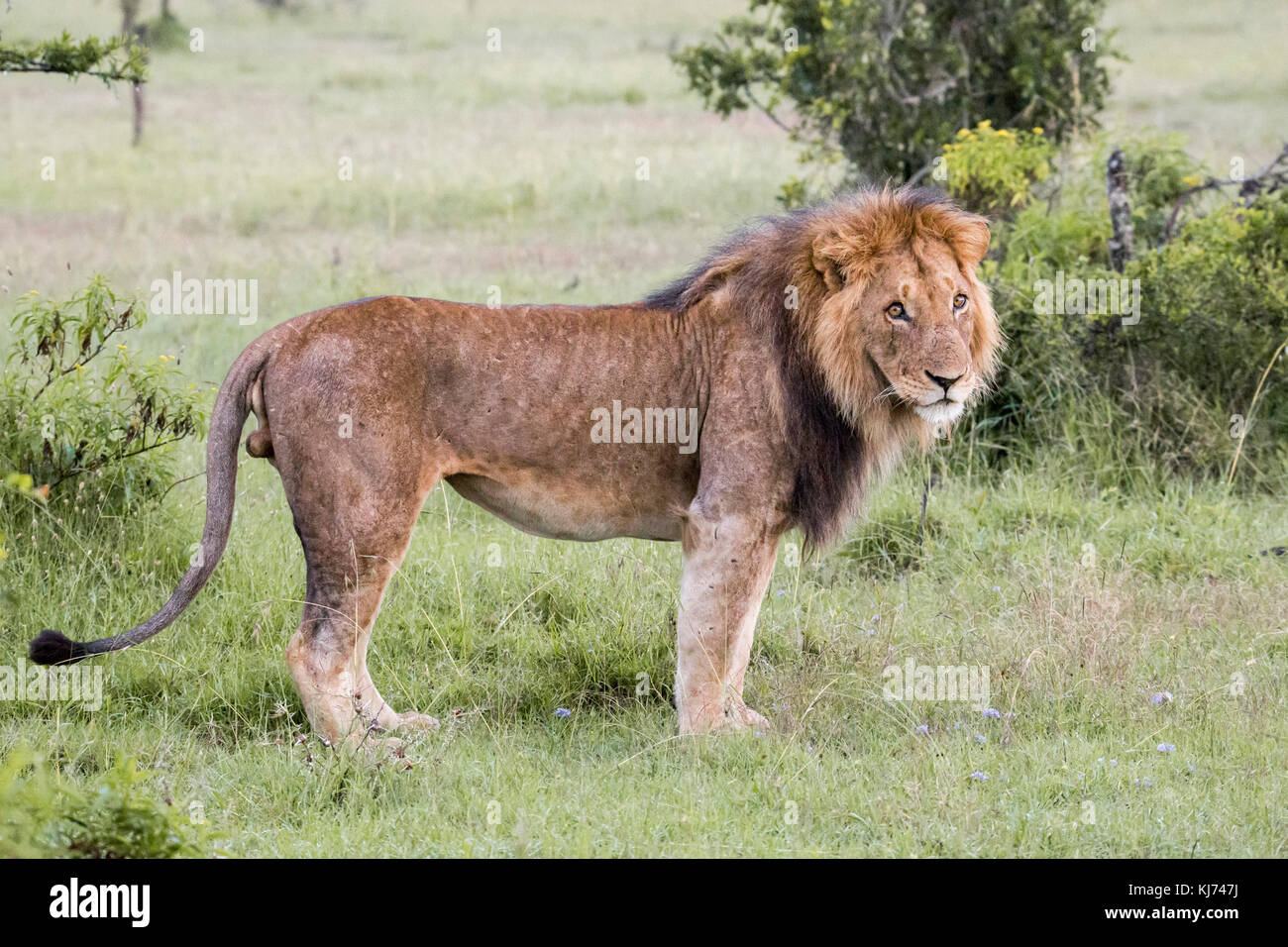 Male Lion Side View High Resolution Stock Photography and Images - Alamy
