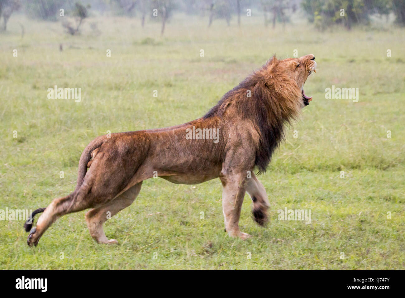 Stretching Lion