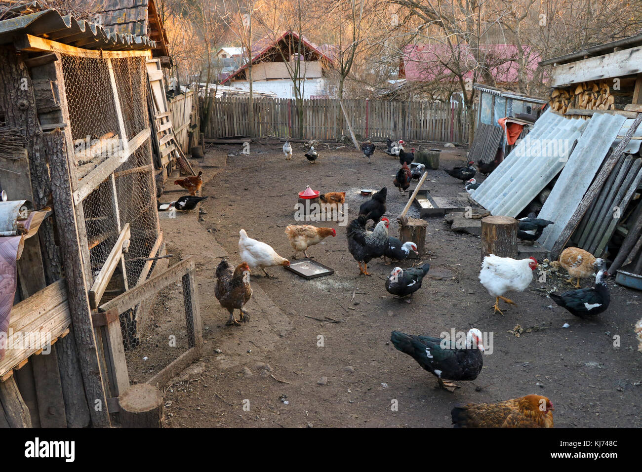 Chikens and duks in the romanian yard Stock Photo - Alamy