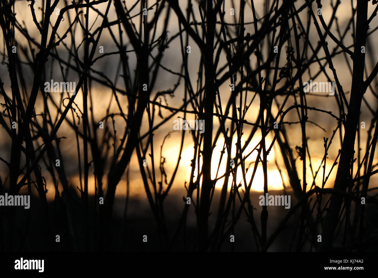 Sunset from the bushes closeup Stock Photo - Alamy
