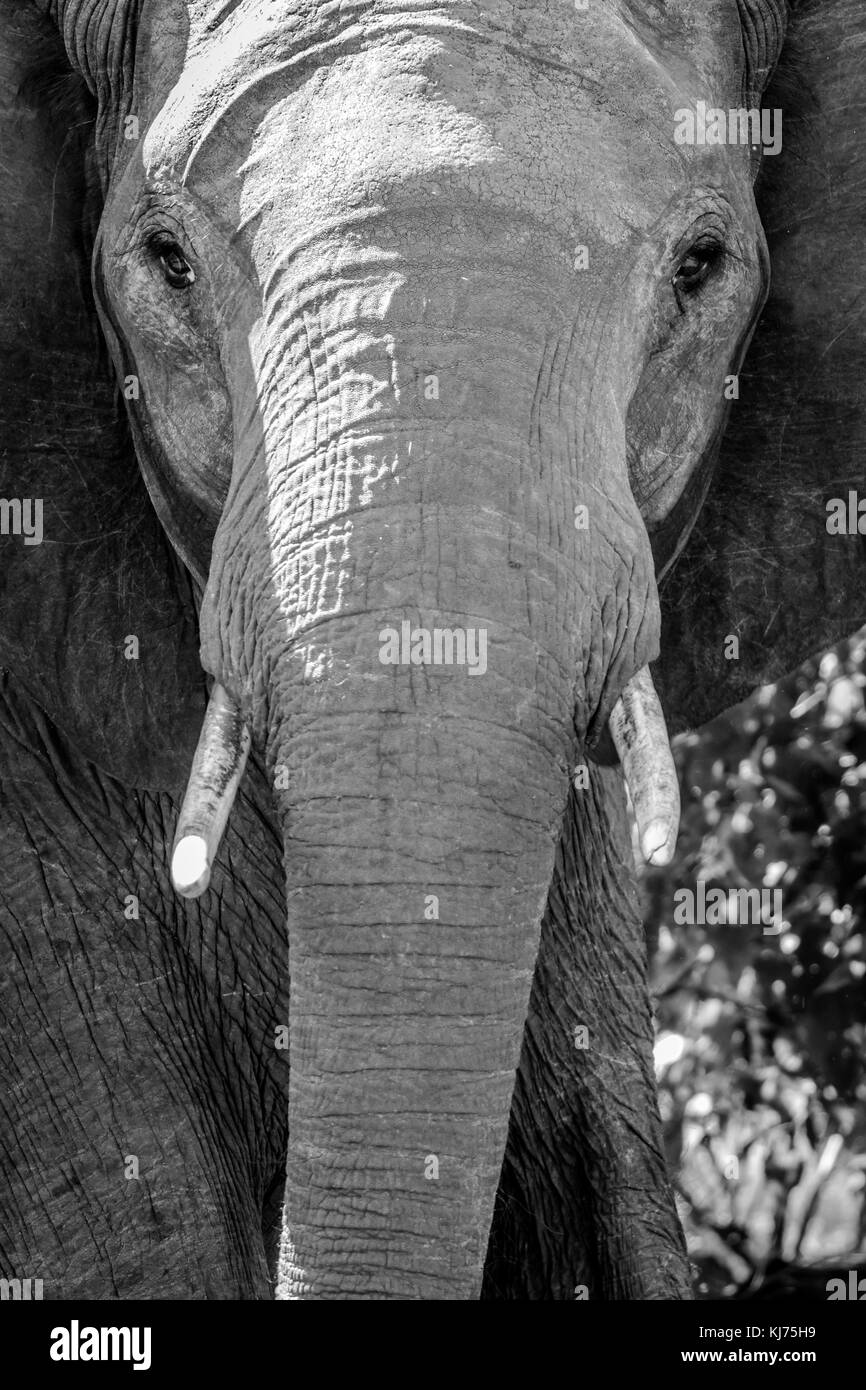 Face of elephant Stock Photo - Alamy
