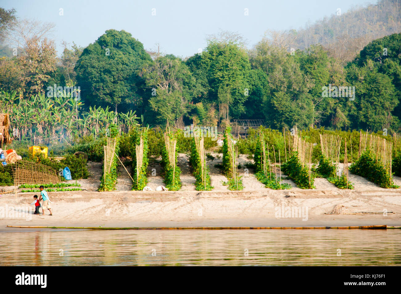 Rice farming mekong hi-res stock photography and images - Alamy