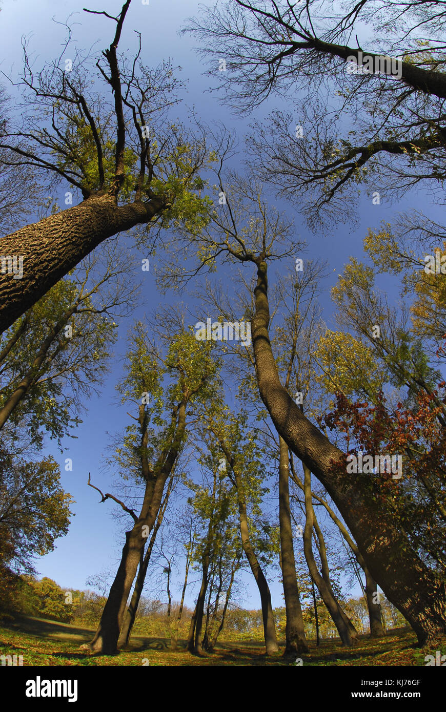 Autumn huge trees stretch out barren trunks and branches into sky Stock ...