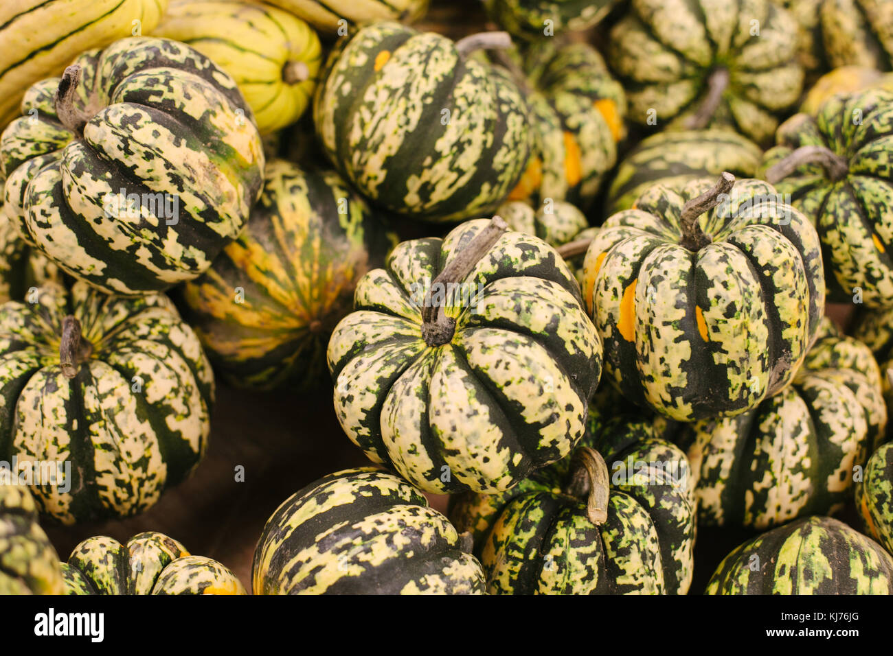 A pile of sweet dumpling squash on display at farmer's market Stock ...