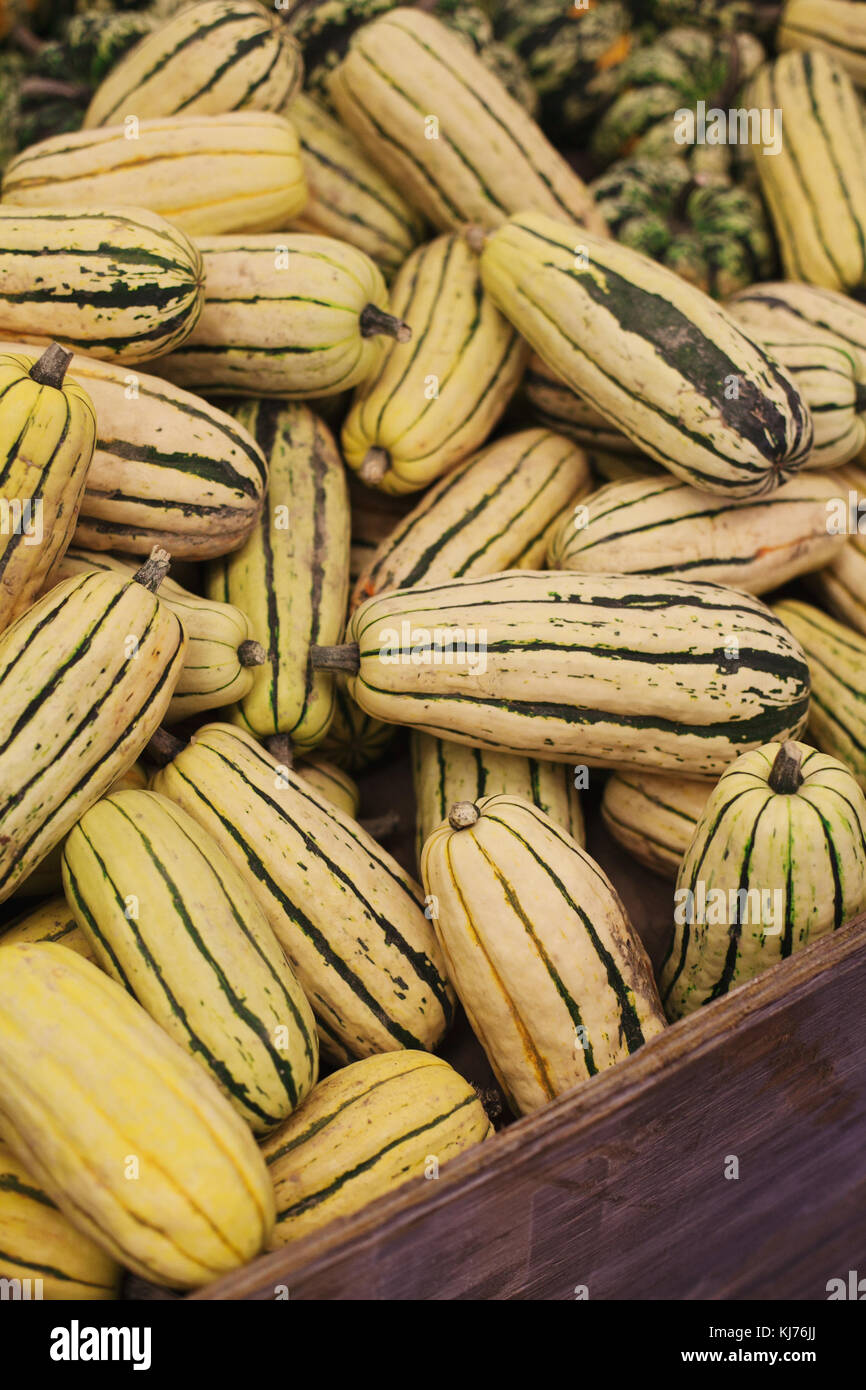 A pile of delicata squash on display at farmer's market ready for ...