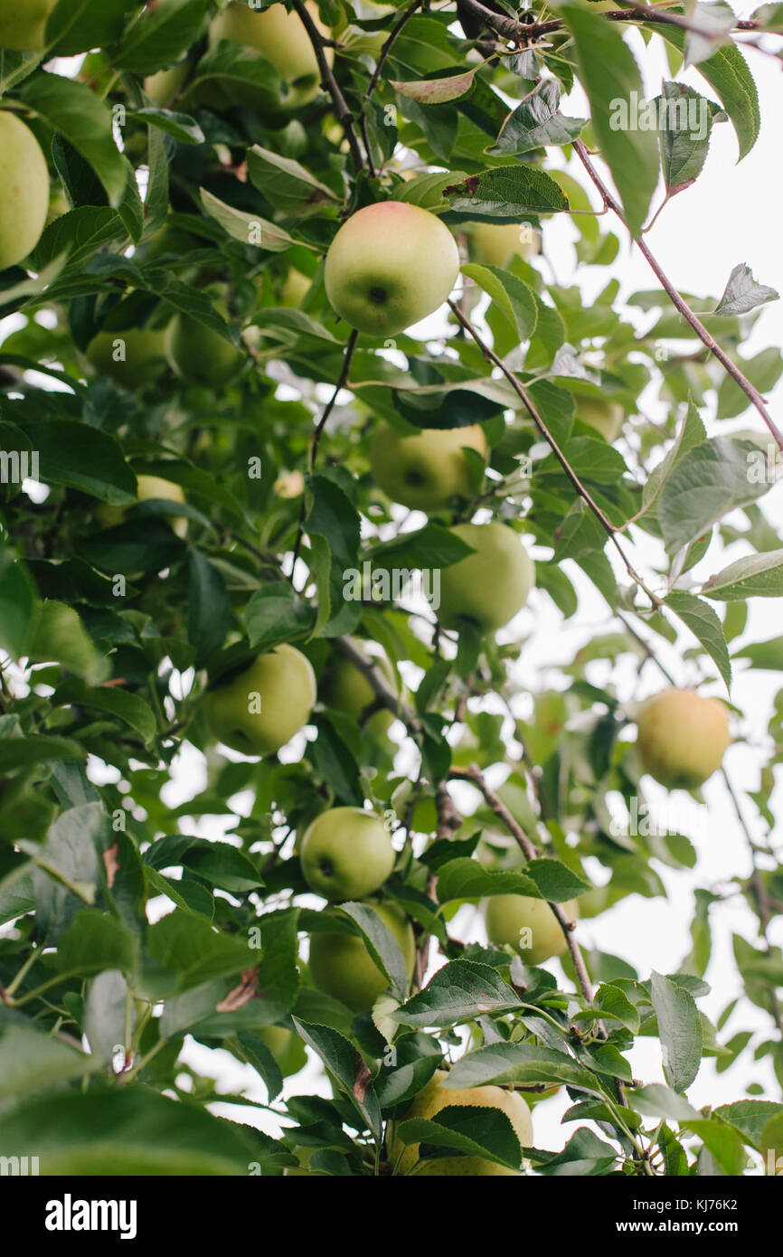 Ripe golden delicious apples on a tree ready to be picked Stock Photo ...